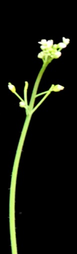 Riha Lab - Ceitec.cz